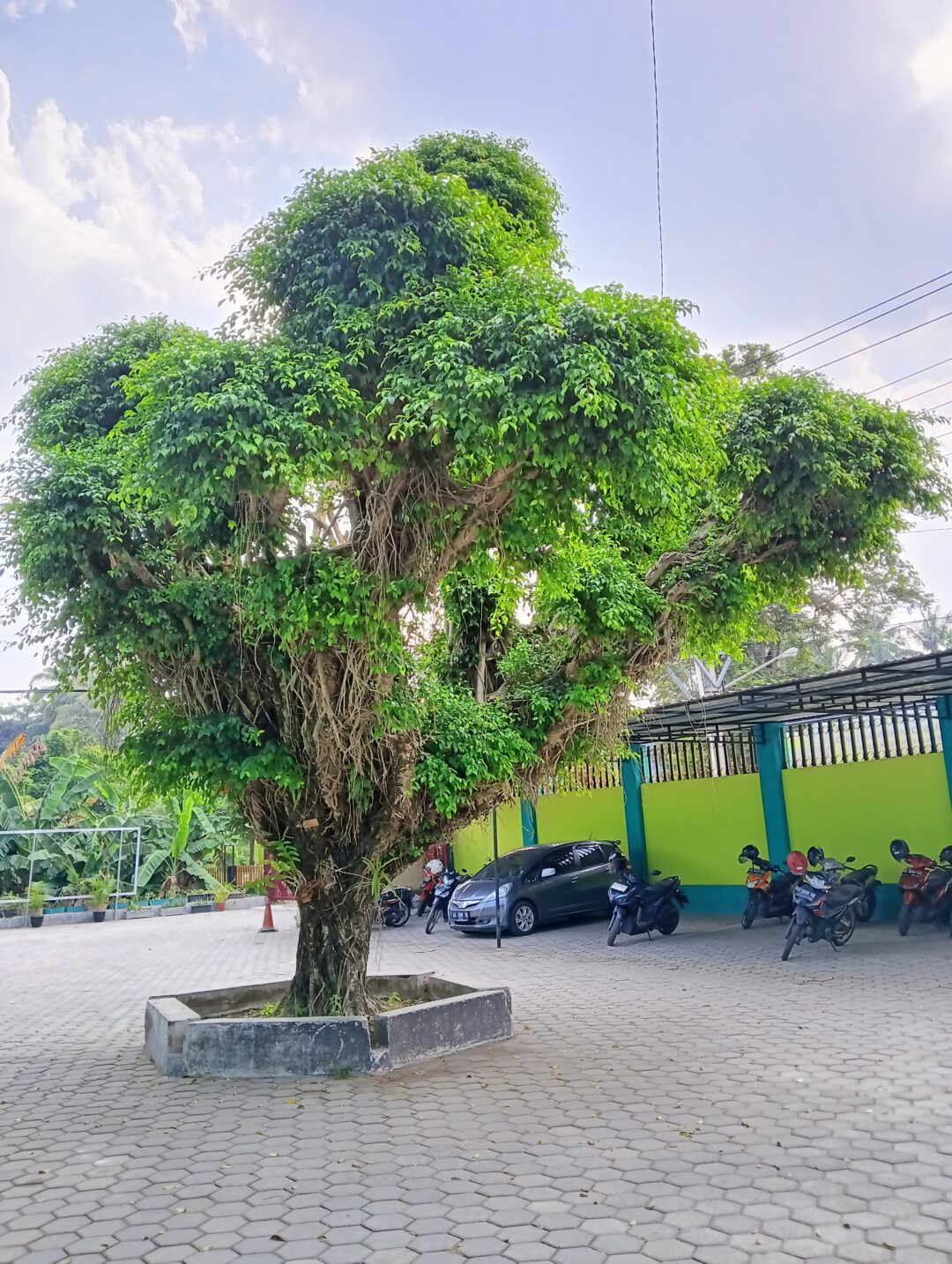 MARI MENGENAL LEBIH DEKAT TENTANG TANAMAN BERINGIN | SMA Negeri 2 ...